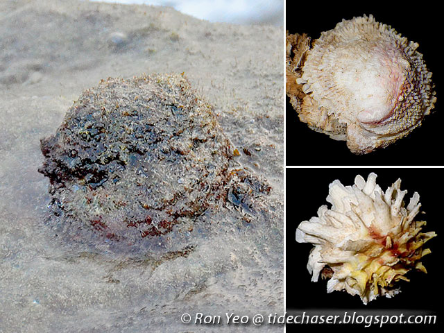 tHE tiDE cHAsER: Bivalves (Phyllum Mollusca: Class Bivalvia) of Singapore