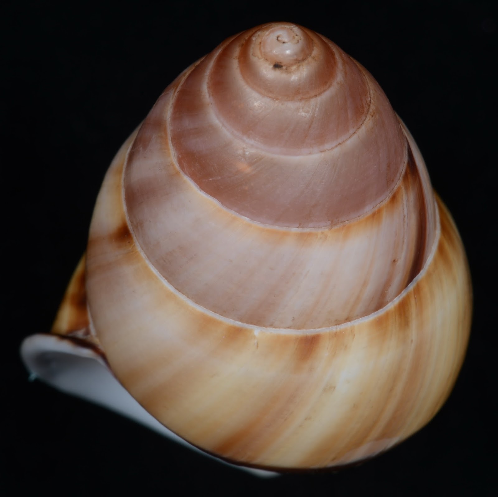 Dr. Lee's Gallery Museum: Amphidromus inversus annamiticus 45.11mm ...