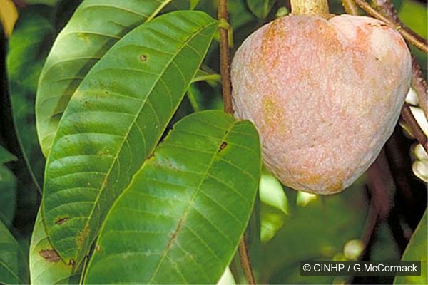 అన్ని రకాల పండ్లు మరియు ఎండు ఫలముల యొక్క పేర్లు తెలుగులో ౹ Fruits and ...