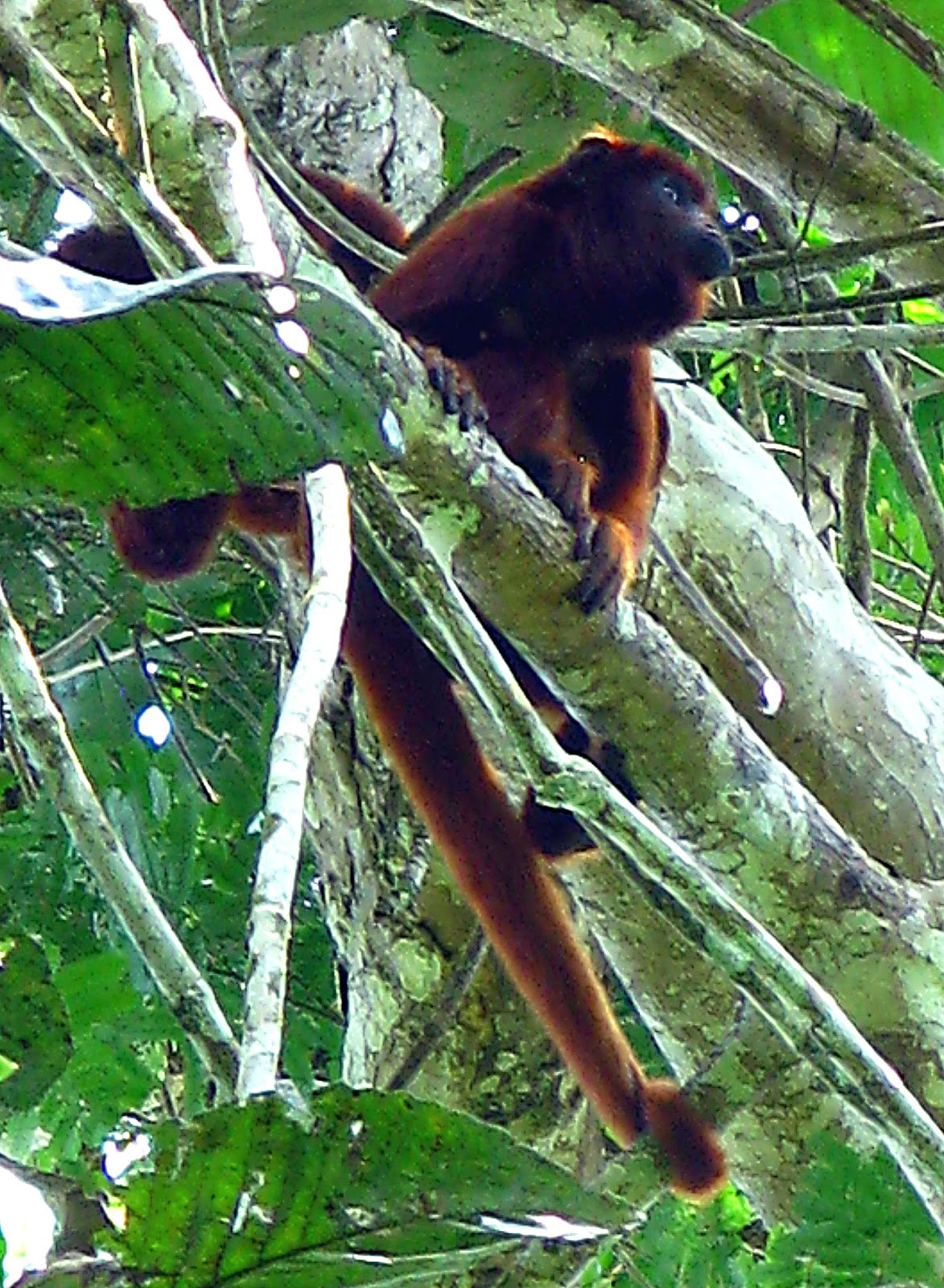 Rodar y rodar: La selva amazónica (Parque Nacional Madidi)