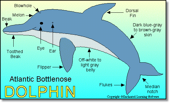 The Pet Tree House - Where Pets Are Family Too : Did You Know That ...