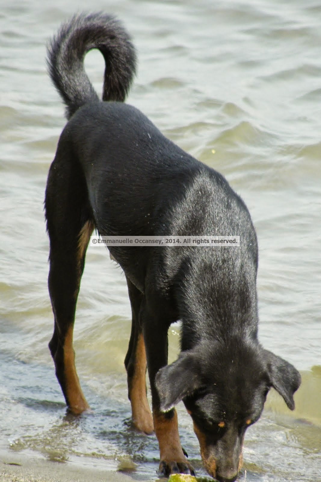 West African Dogs: Lake Bosumtwi, Ashanti Region, Ghana