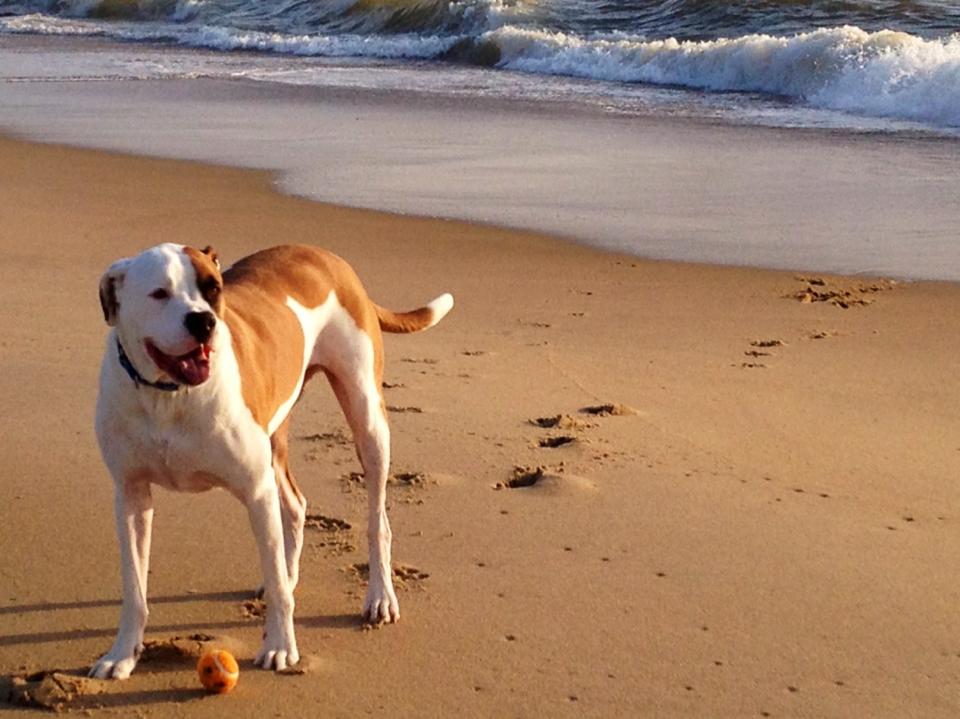 ~ Picture Picks Winners Gallery ~: WINNERS OF "DOMESTICATED ANIMALS"