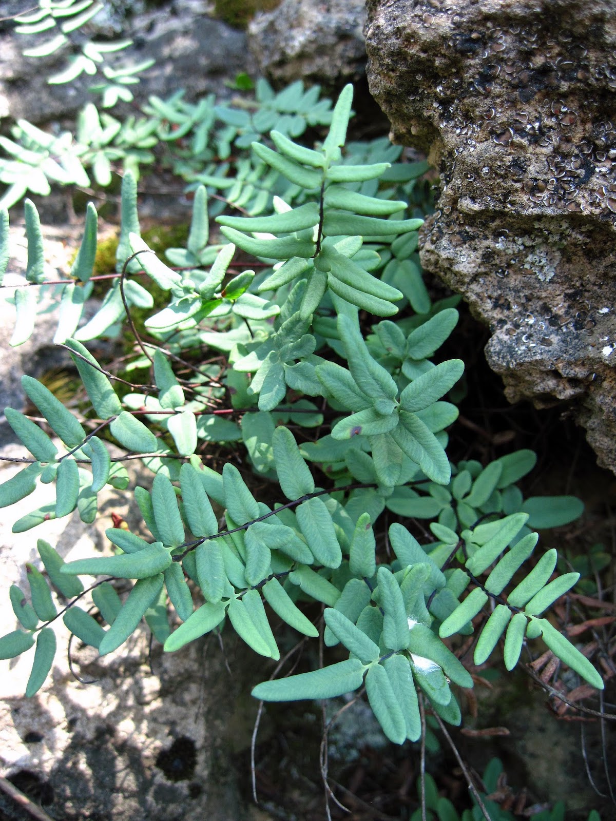 Field Biology in Southeastern Ohio: A Few More Ferns