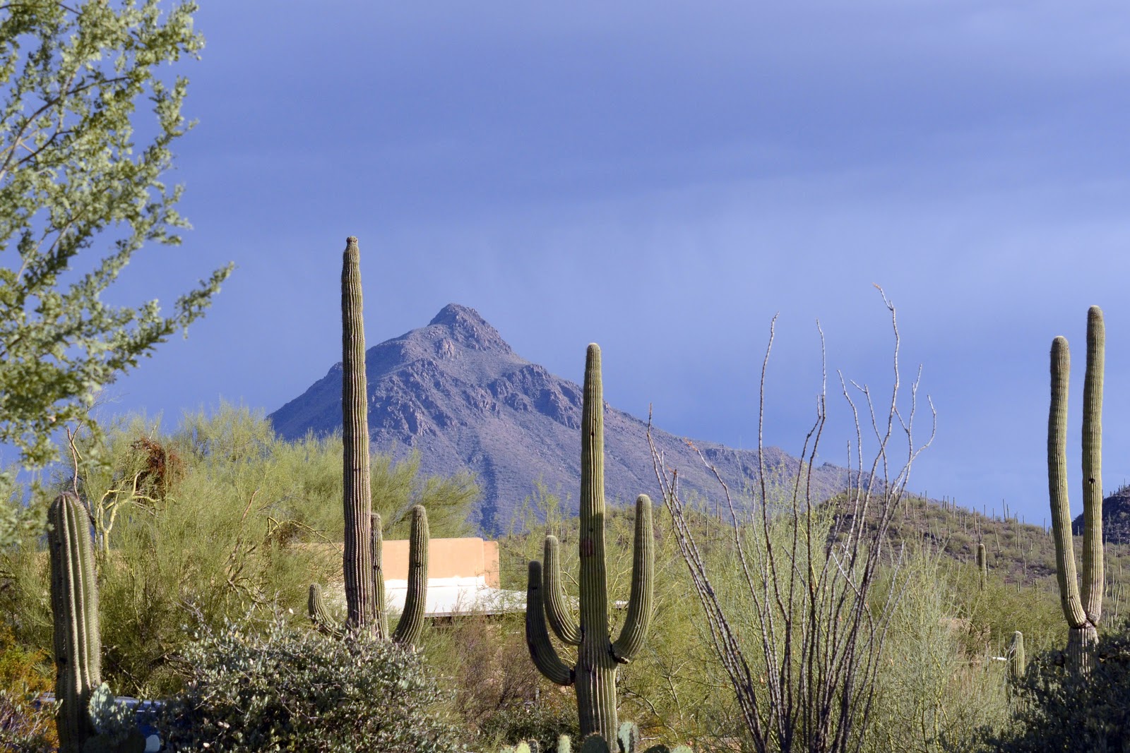 The Nature of Framingham: Arizona Sonoran Desert Flora and Fauna