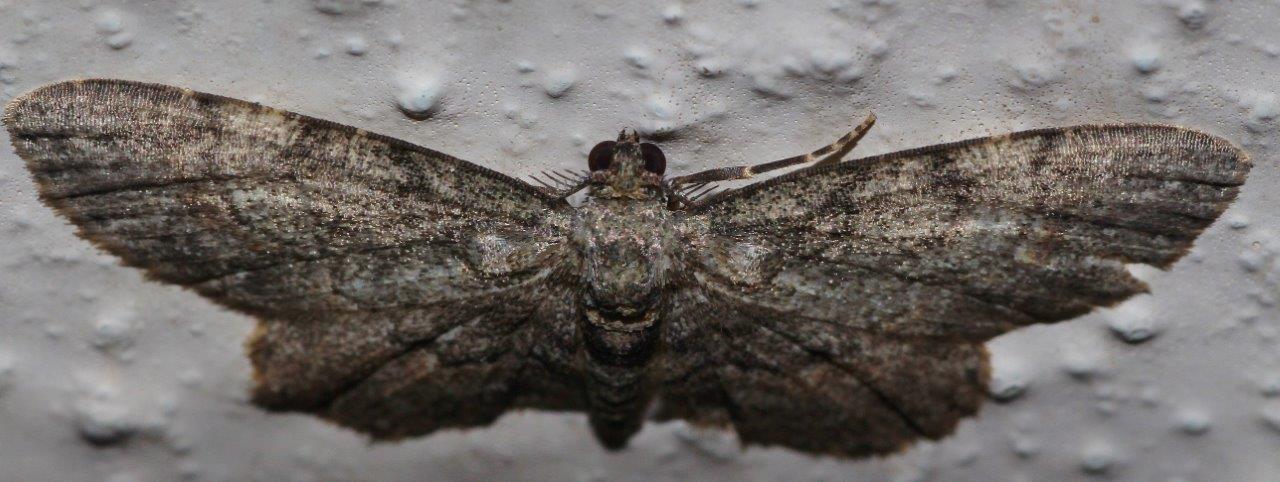 Sarah Lynn's Nature's Splendor: Small Engrailed Moth -- Ectropis ...