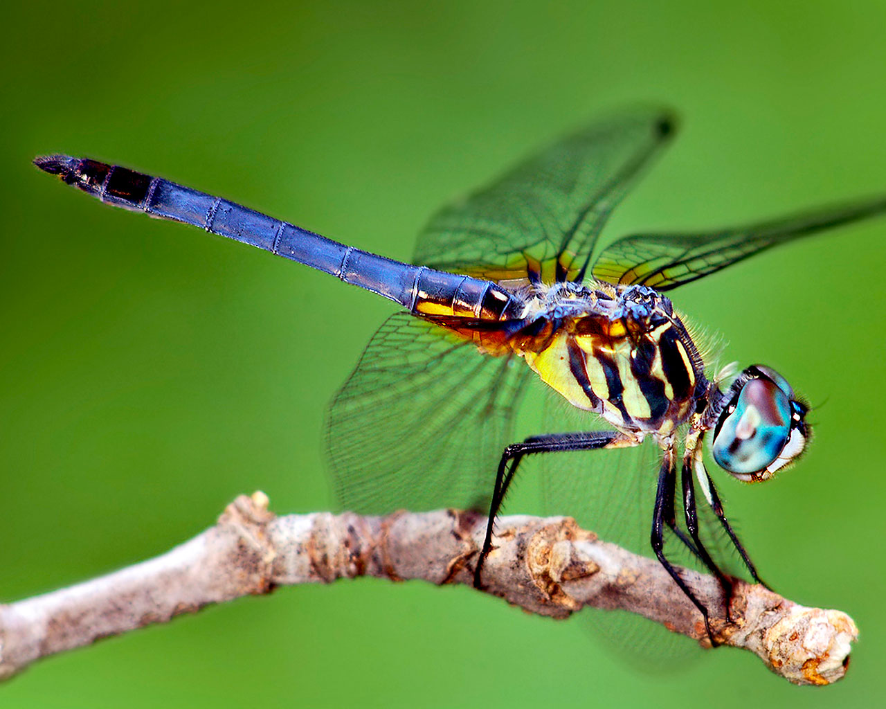 BIBOCA AMBIENTAL : VIDA DE INSETOS