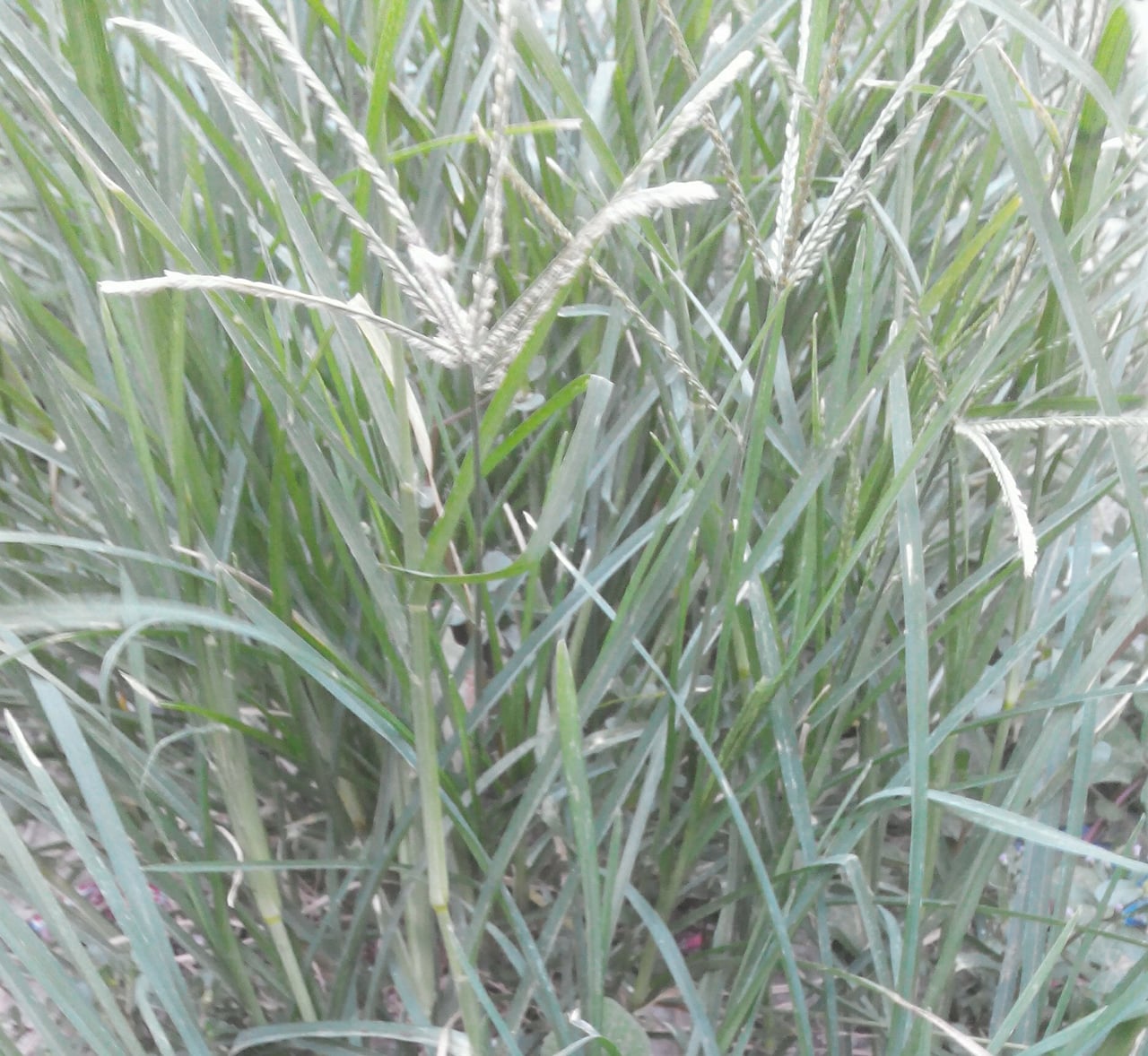 PARAGIS IS IT REALLY AN EFFECTIVE ALTERNATIVE MEDICINE FOR HUMAN BEING ...