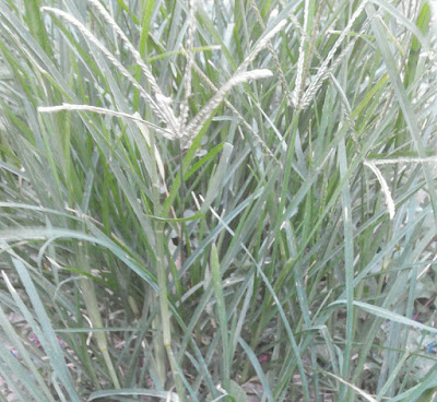 PARAGIS IS IT REALLY AN EFFECTIVE ALTERNATIVE MEDICINE FOR HUMAN BEING ...