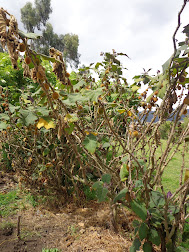 DESCRIPTORES VARIETALES EN LULO