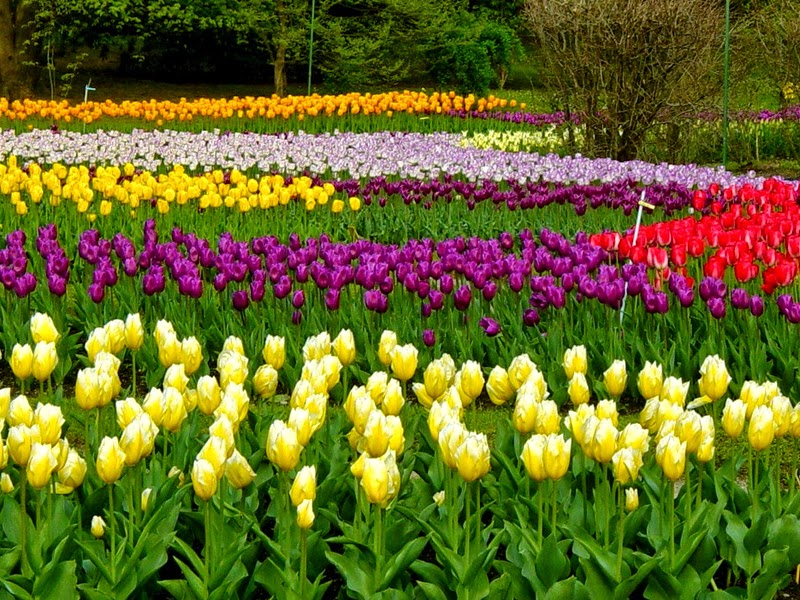 Sentiero Verde: FESTIVAL DEL TULIPANO