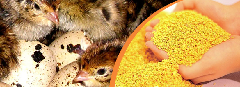 DOC Broiler / Layer & Pullets - PT. Poultry Farm Indonesia