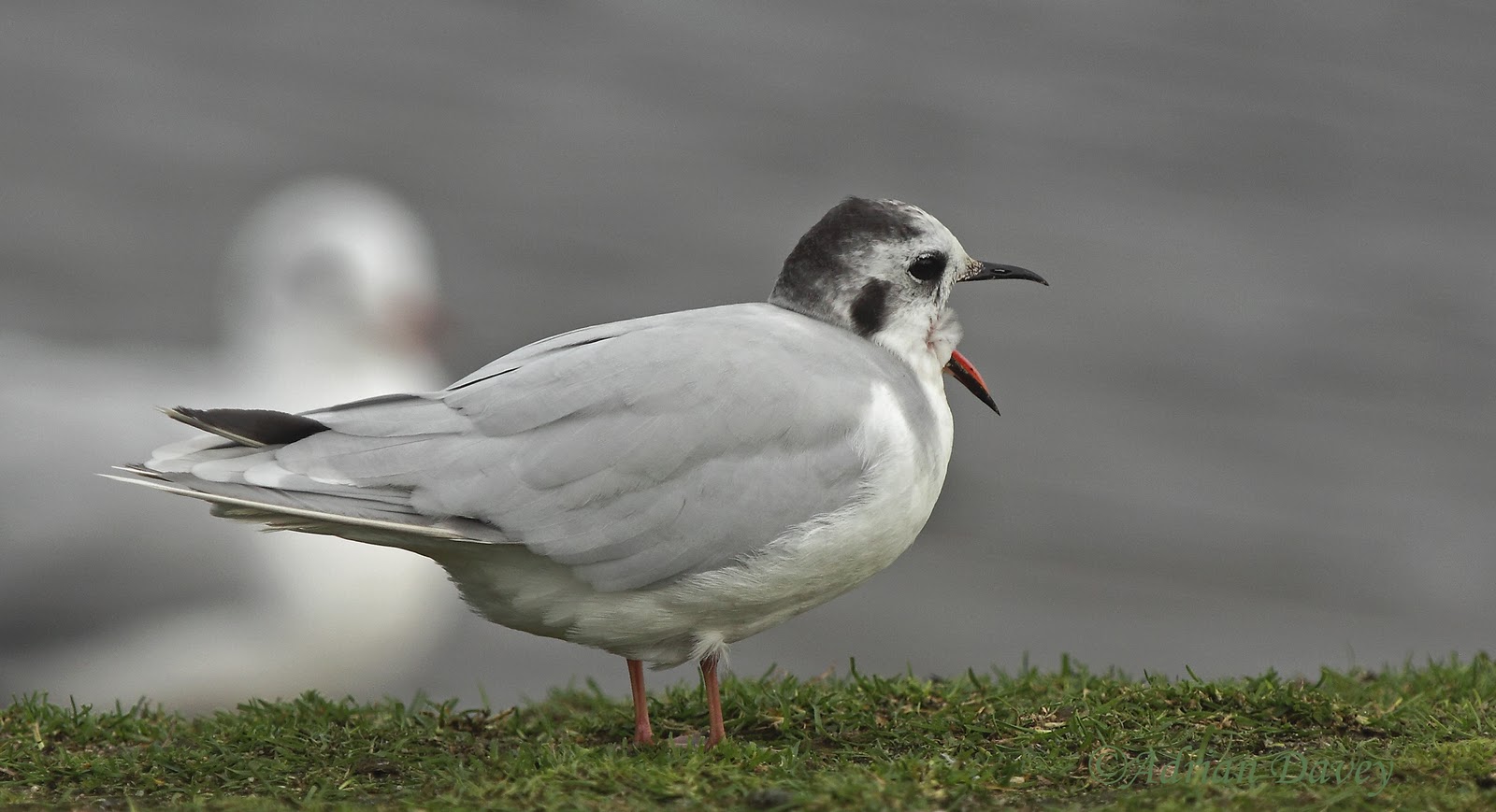 Adrian Davey Wildlife Photography Diary: November 2011