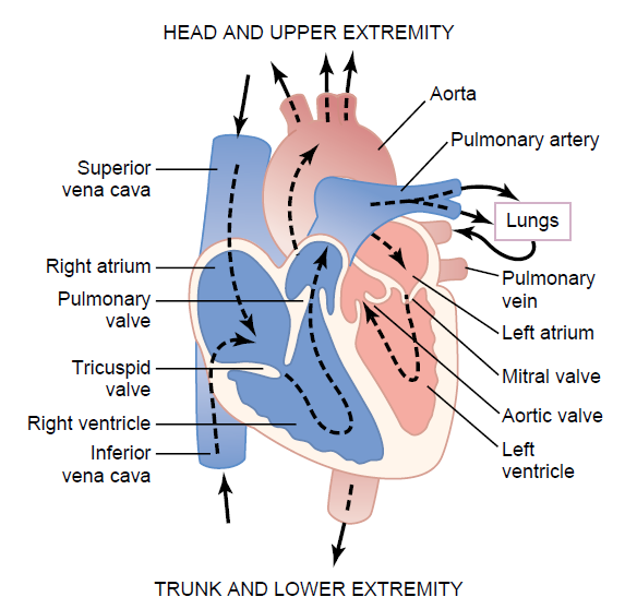 Circuitry of Cardiovascular System | Your Medical Advices
