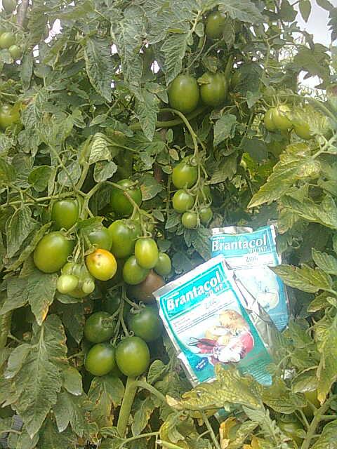 Edra Farm: Fungisida Untuk Tanaman Cabe dan Tomat