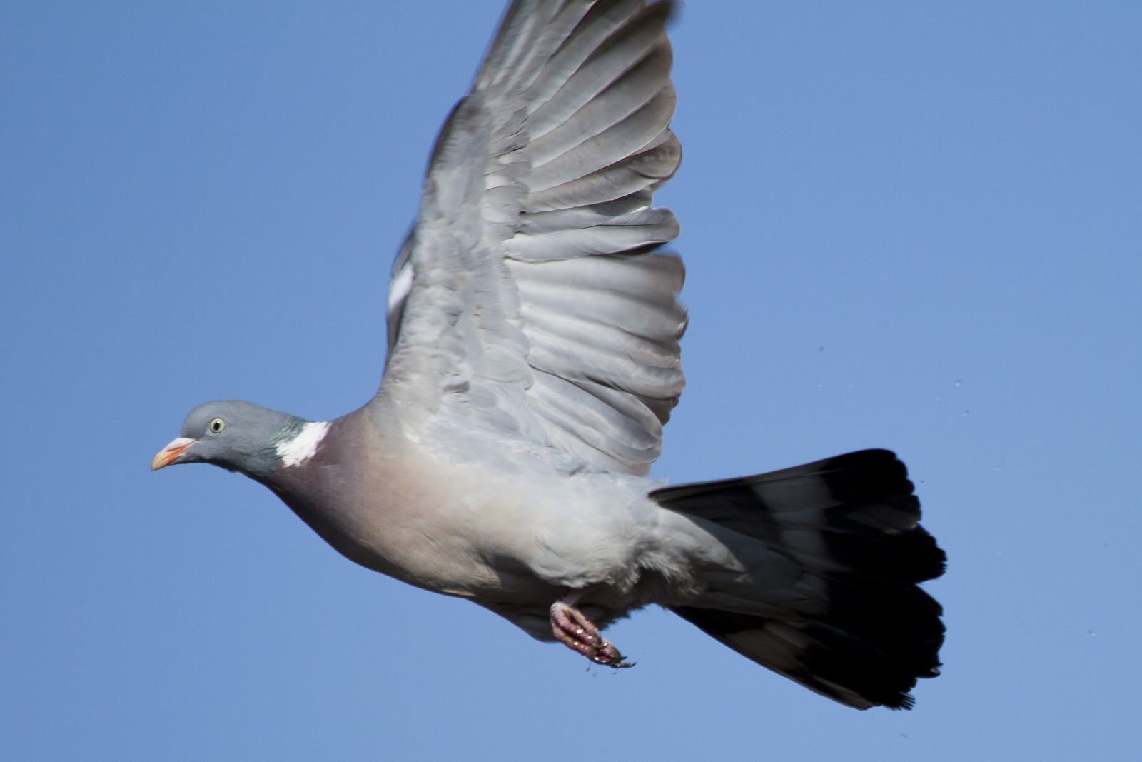 Foto naturalistiche: Colombaccio