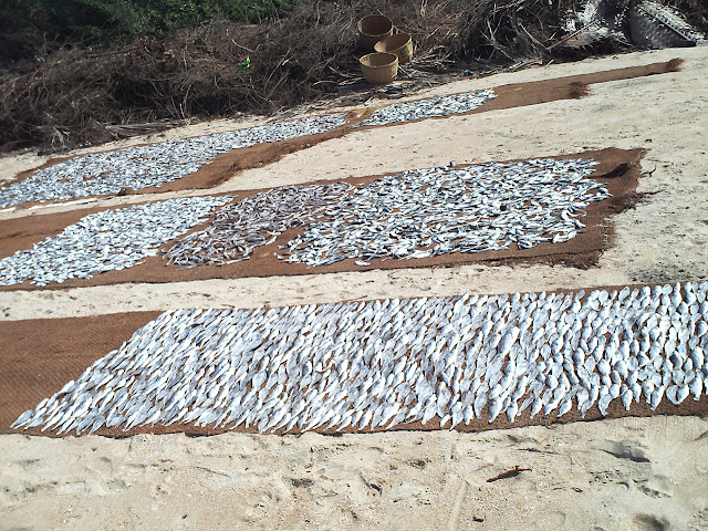Konkan : God lives here...: DEVBAG BEACH...... 'DEVBAG SANGAM'.....