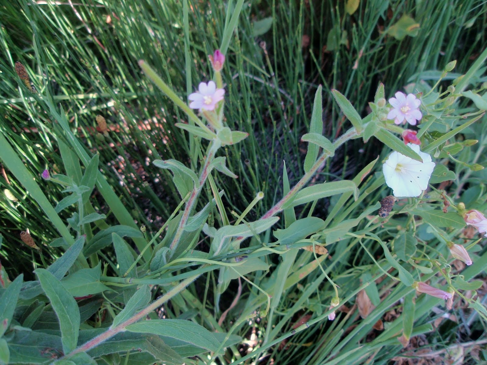 HERBARIO VIRTUAL DE BANYERES DE MARIOLA Y ALICANTE: Epilobium ...