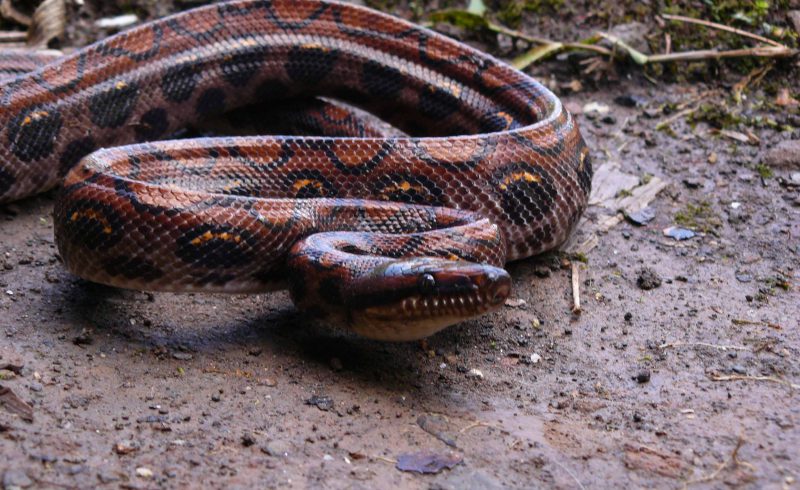 Physics 111: Fundamental Physics I: Snake Locomotion