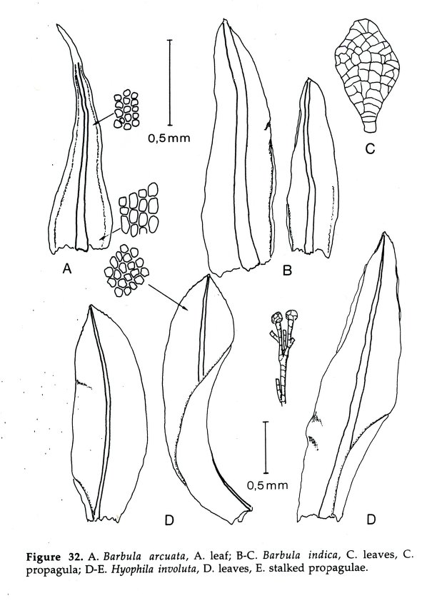 Flora de Puerto Rico Ilustrada Papo Vives: MUSGOS POTTIACEAE BARBULA SPS