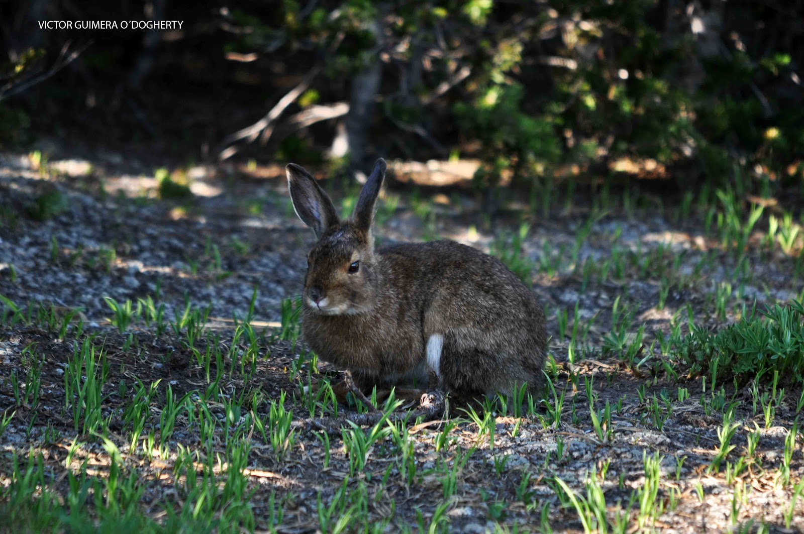 Mis imágenes de aves: FOTOS DE LA LIEBRE AMERICANA