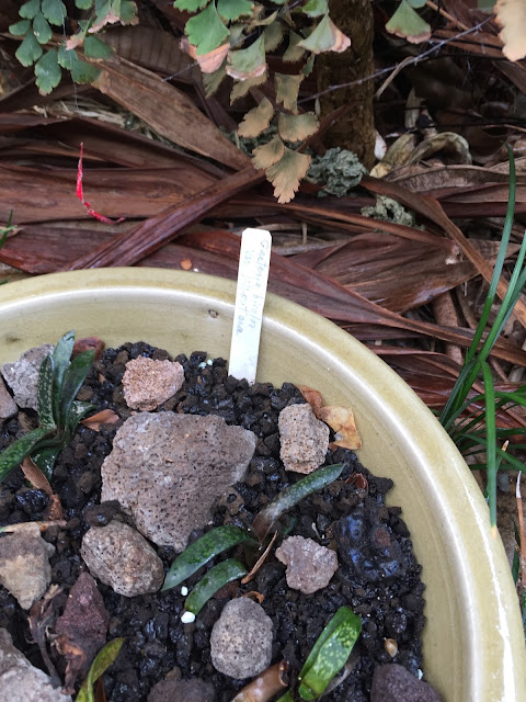 The Succulents and Pottery Compulsion: CSSH Open House - Karl Seff