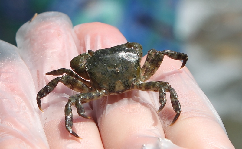 From Snails to Whales: Peddocks by Day
