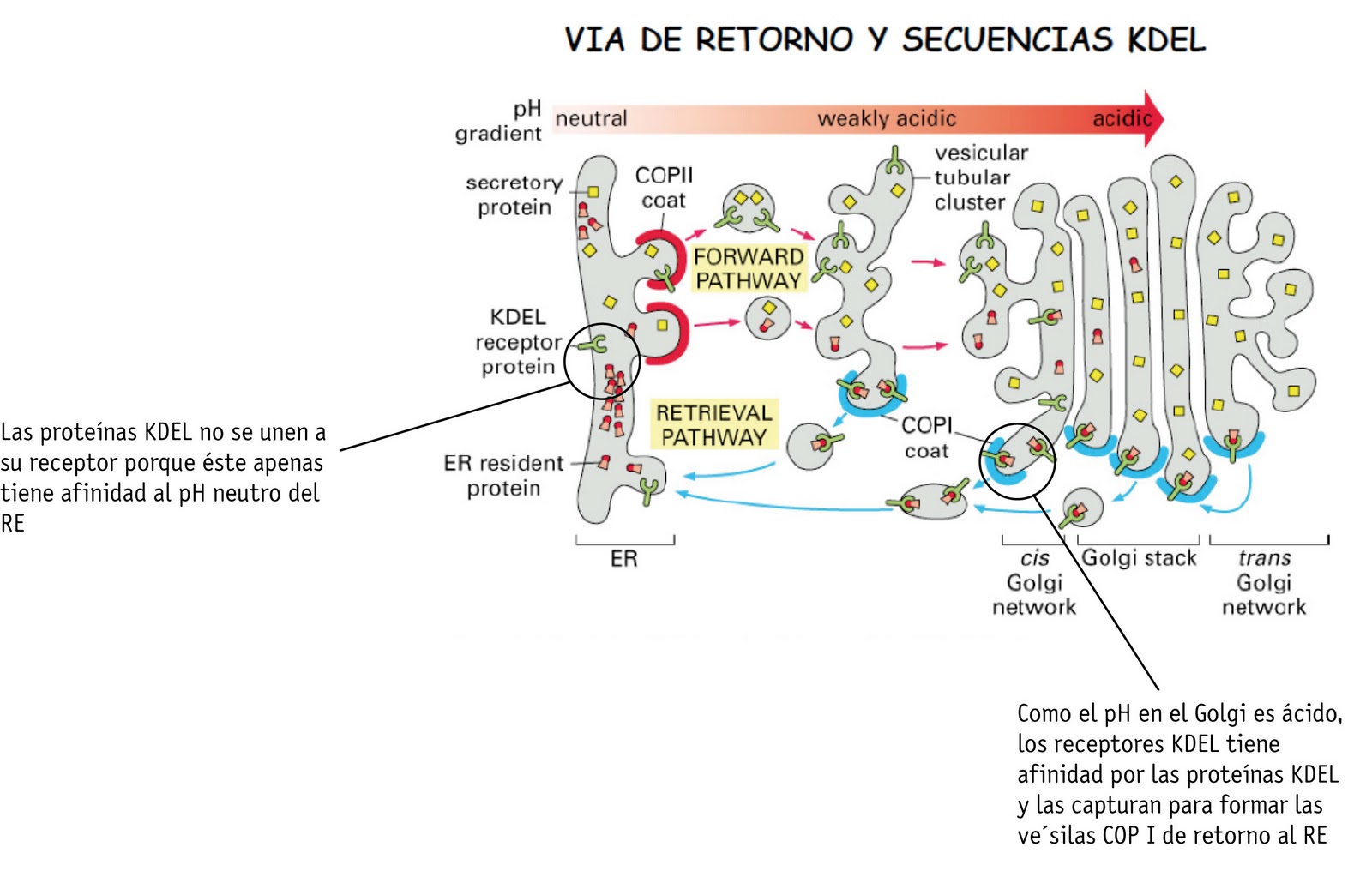 COACHING JANO: RECUPERACIÓN DE PROTEÍNAS MARCADAS KDEL - Audio
