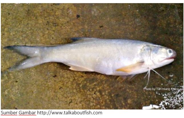 Fantastic Sea: Nama-Nama Ikan Laut Terlengkap Beserta Gambarnya