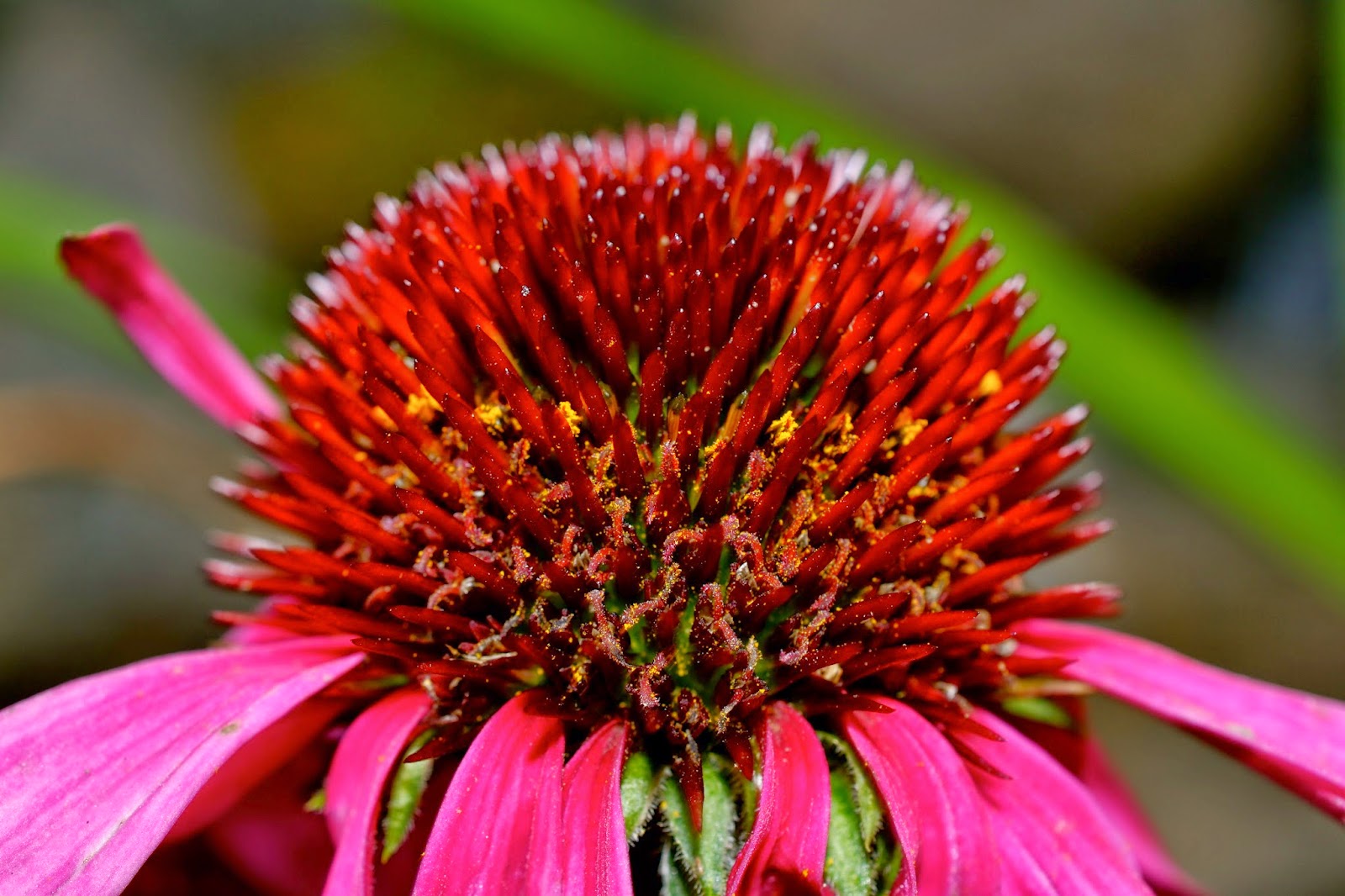 Bonney Lassie: My Favorite Plant in the Garden This Week...