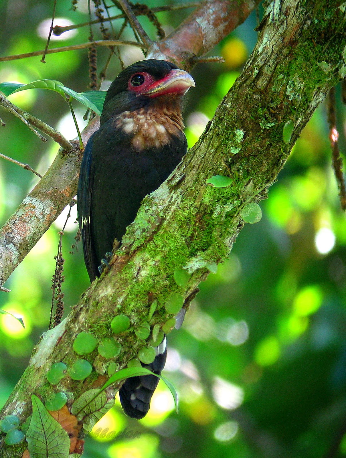 Denis Degullacion | Birding | Digiscoping | Photography |: Dusky Broadbill
