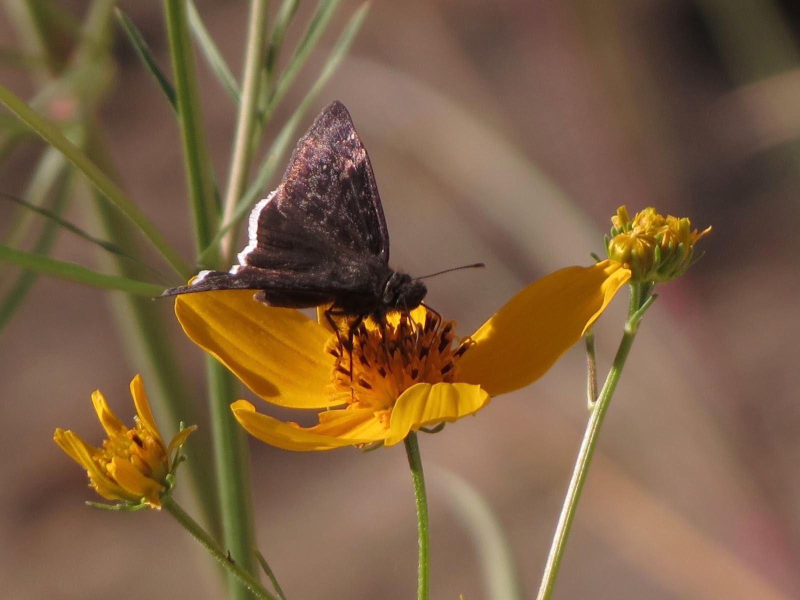 Desert Colors: Autumn Butterflies