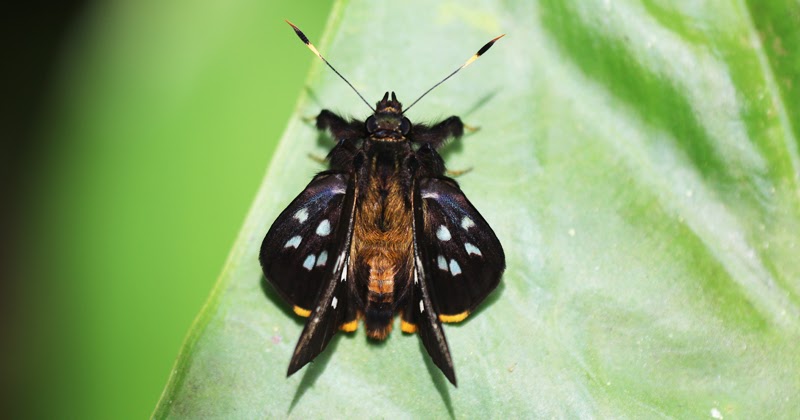 Butterflies of Thailand: 240. The Nonsuch Palmer (Creteus cyrina cyrina)