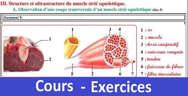 Rôle du muscle strié squelettique dans la conversion de l’énergie.