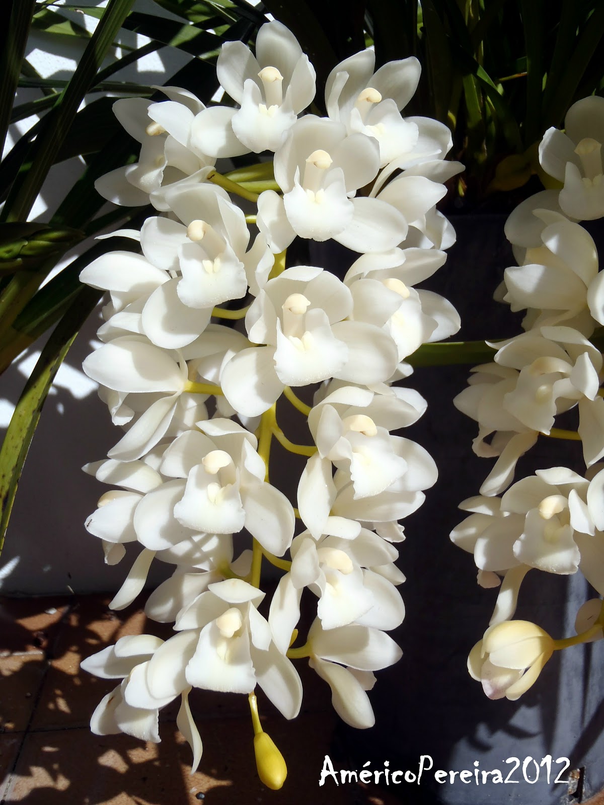 Orquídeas soltas: Cymbidium Sarah Jean 'Ice Cascade'