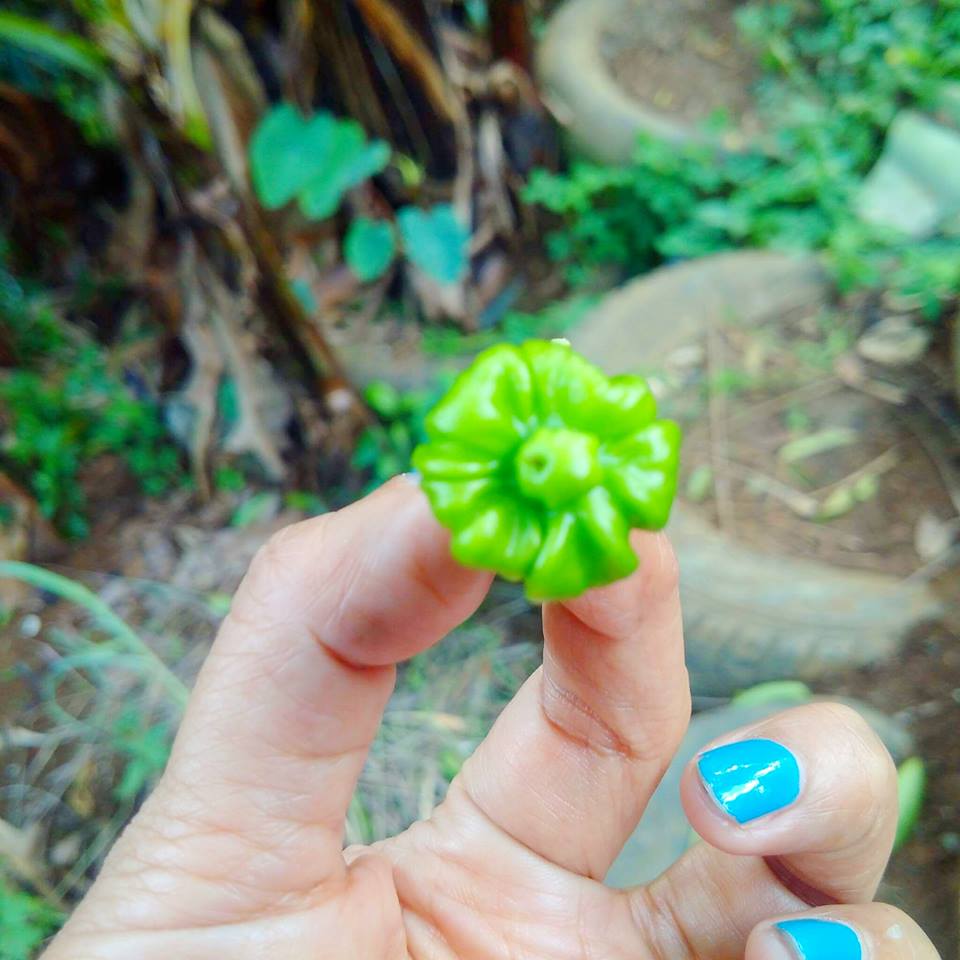 Lemon GreenTea: Jaya Secret Garden grows Blue Ternate Flower (Butterfly ...