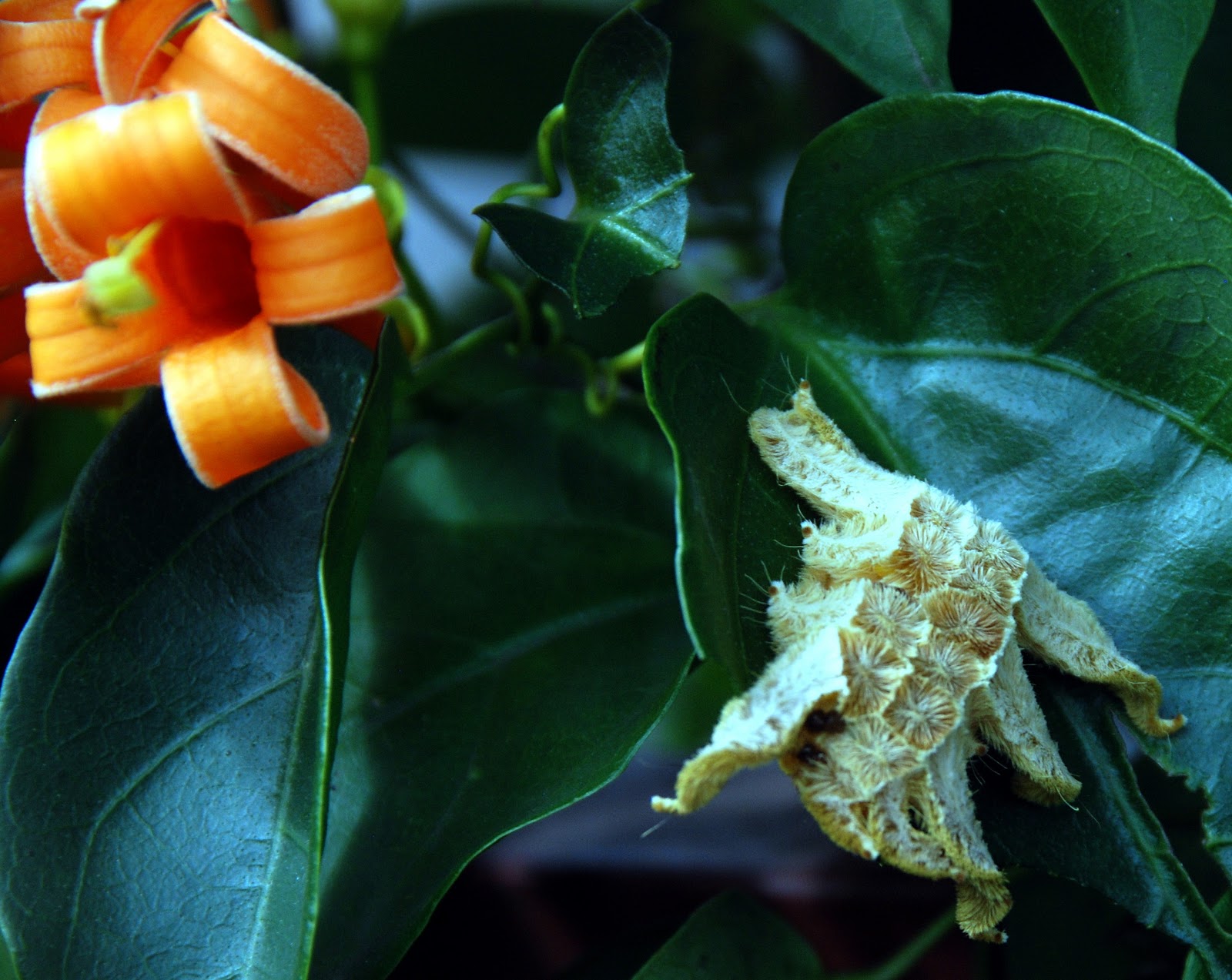 Lepidóptera 10º Norte: Phobetron hipparchia