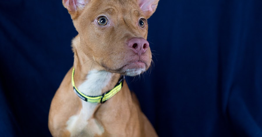 Pharaoh Hound Pit Mix