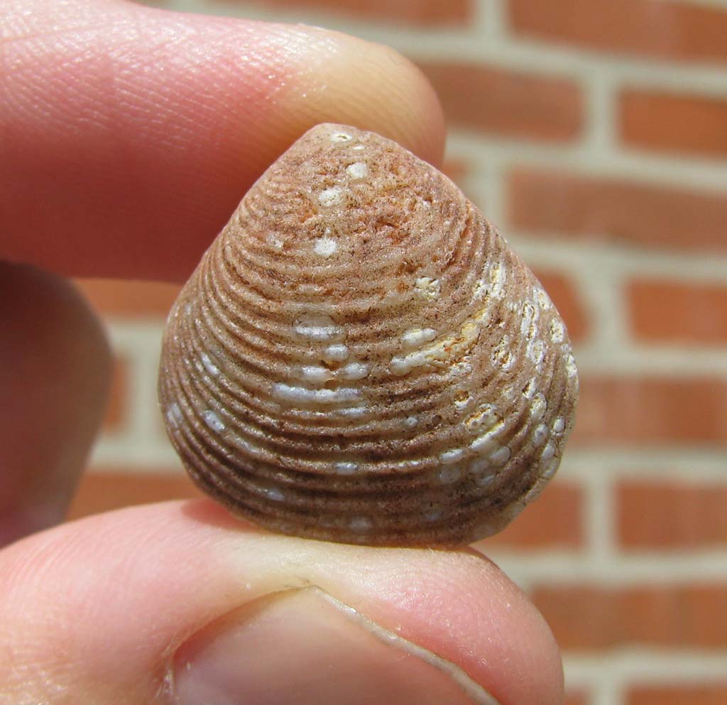 Views of the Mahantango: An agatized pelecypod from the Genus Astarte ...