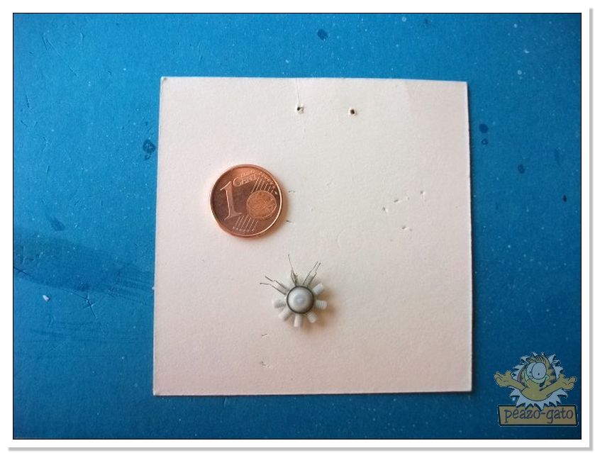 Were Is The Cliterous On A Female