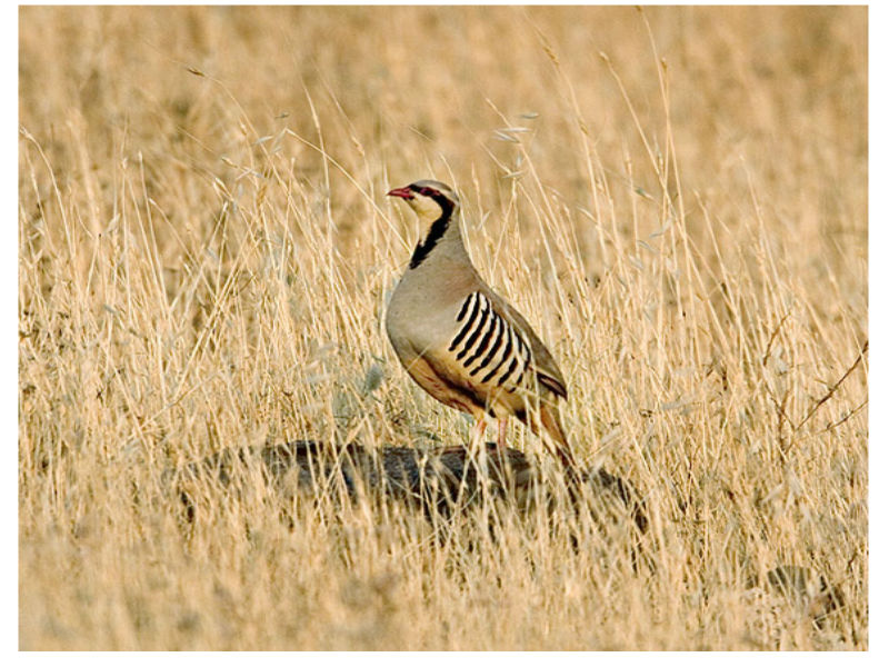Spreebird wildlife: CHUKAR BIRD (National Bird of Pakistan)