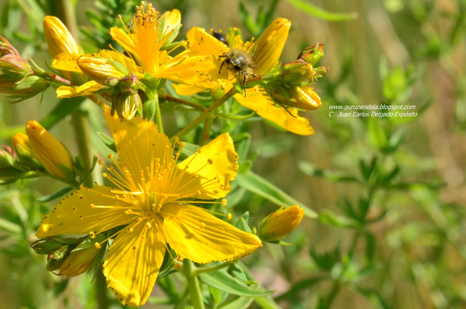 gurupendola: "ACEITE DE PERICÓ". Fregenal de la Sierra.Badajoz ...