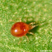 Plantactiva GrowShop: Lucha biológica BioBest