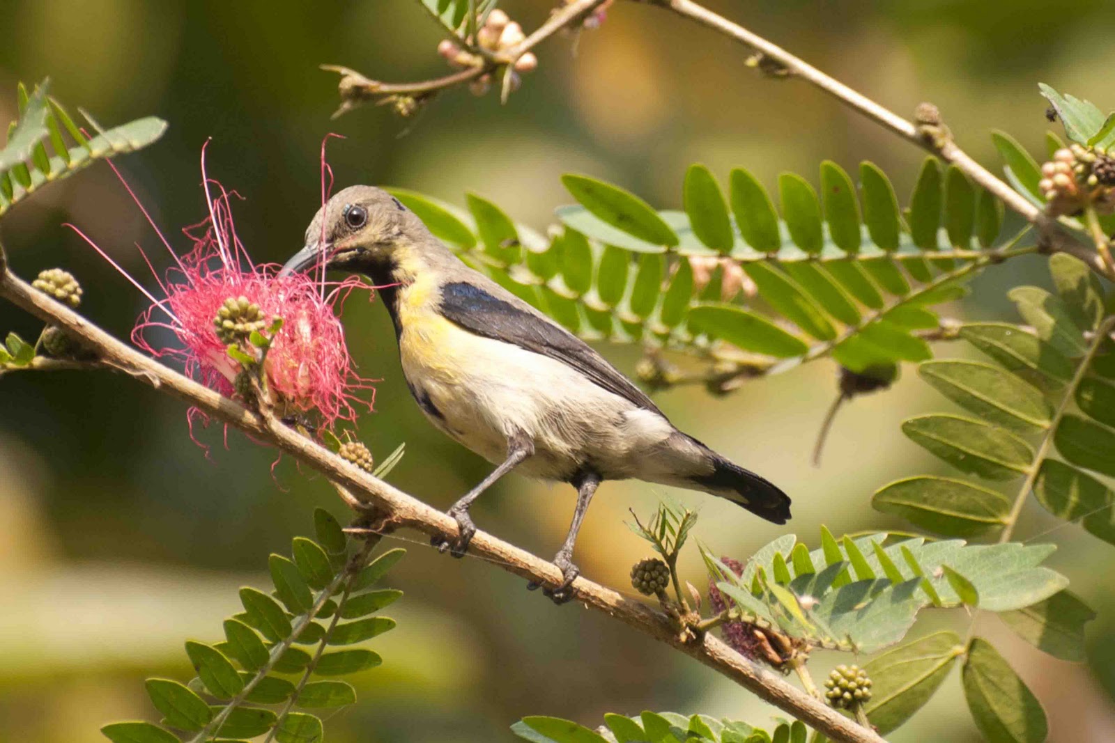 Eyes of "The Nature's Foundation": Banglar Pakhi