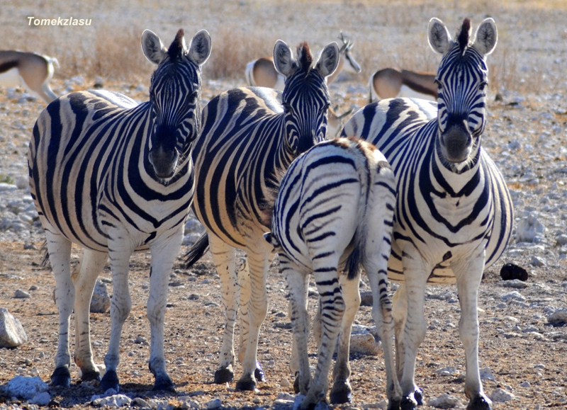 Zwierzęta Afryki: Zebry