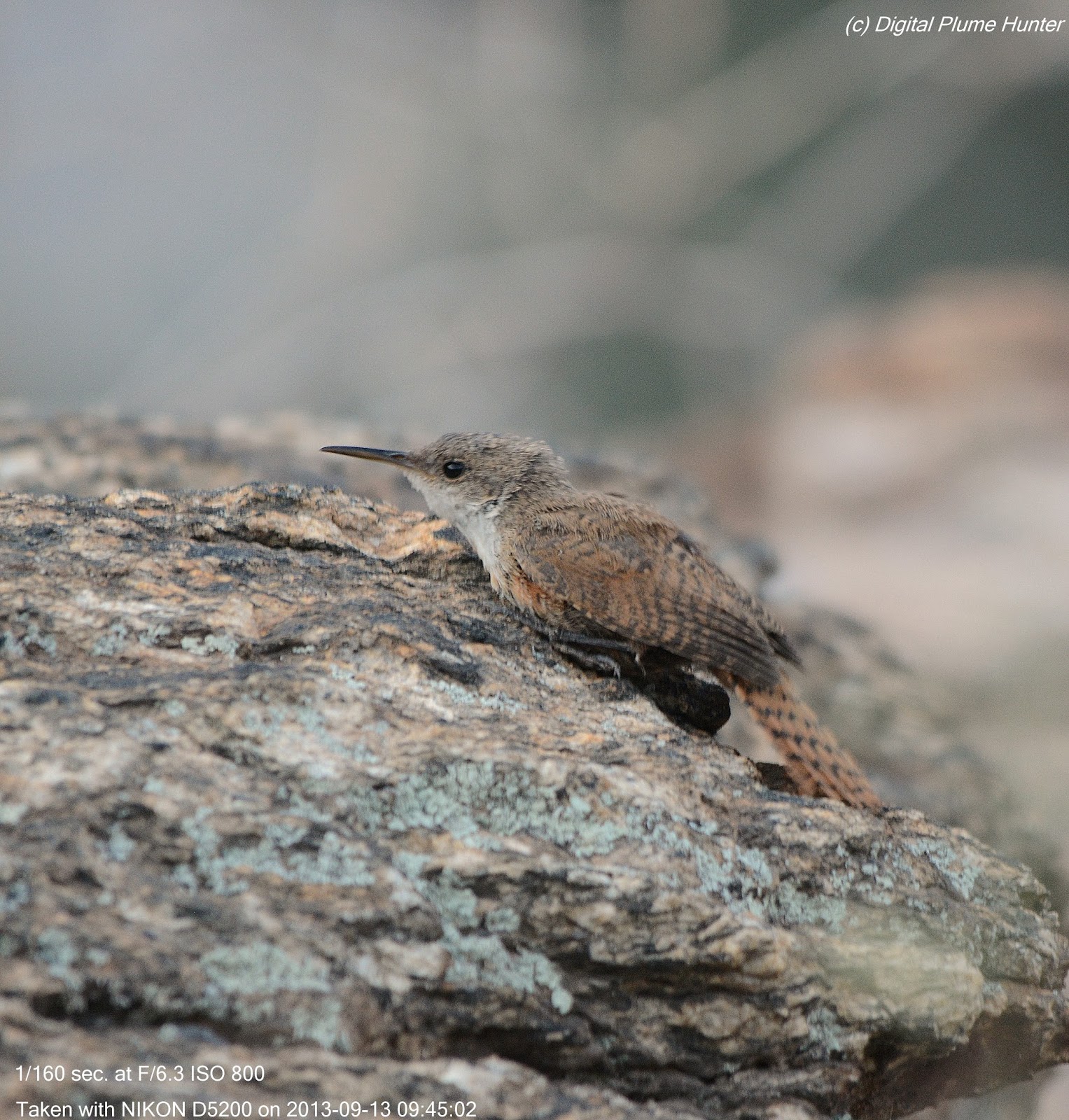 Hunting Digital Plumes in the US and Beyond: Wrens that Rock: Rock Wren ...