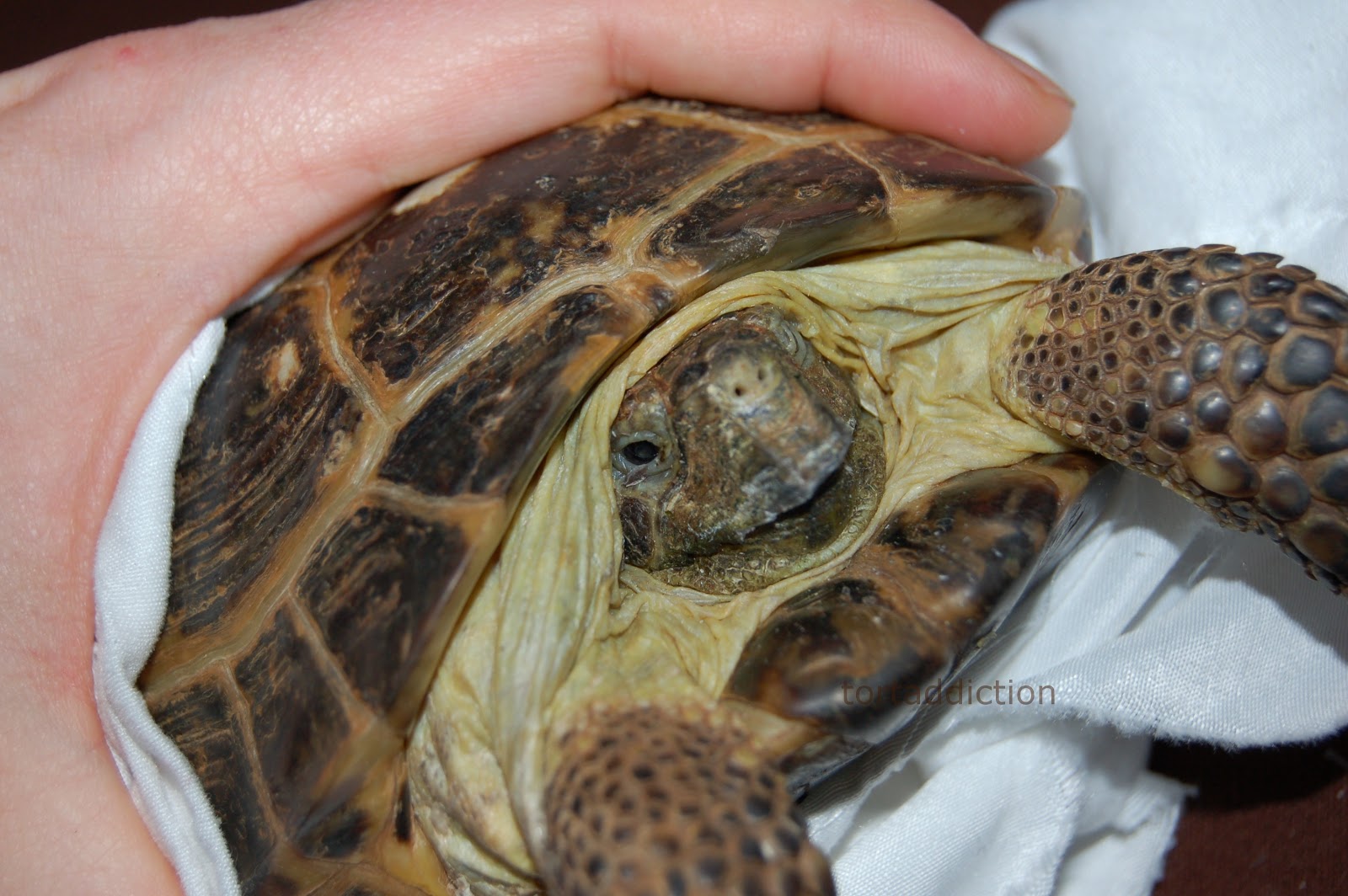 Tortaddiction: How to trim a tortoise's beak - with pictures!
