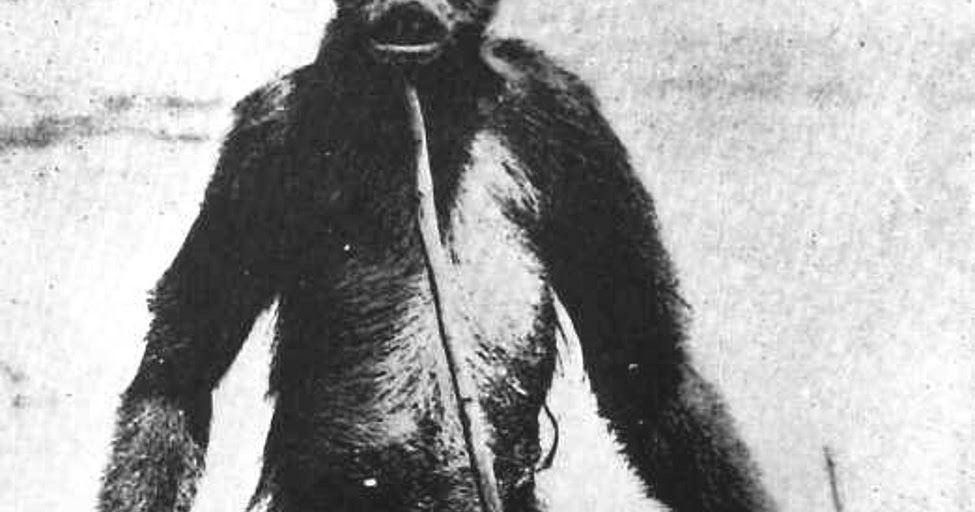 ShukerNature: A PICTURE OF MONKEY BUSINESS - OR, HOW A SMALL FURRY PET ...