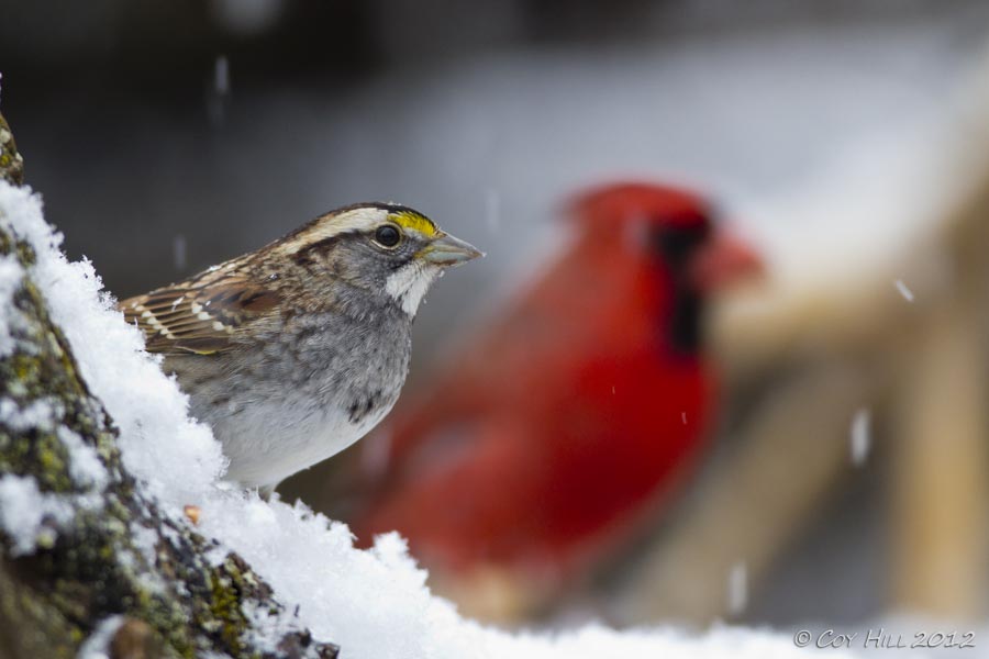 Country Captures: Shooting Snow Birds