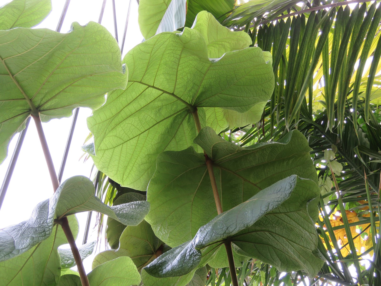 Giant sea leaves near the lake